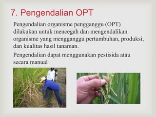 Budidaya dan Wirausaha Tanaman Hias | PPTX