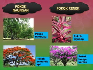 Tanaman hiasan | PPTX