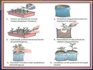 Tanaman hiasan | PPT