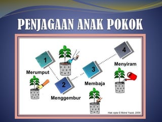 Tanaman hiasan | PPT