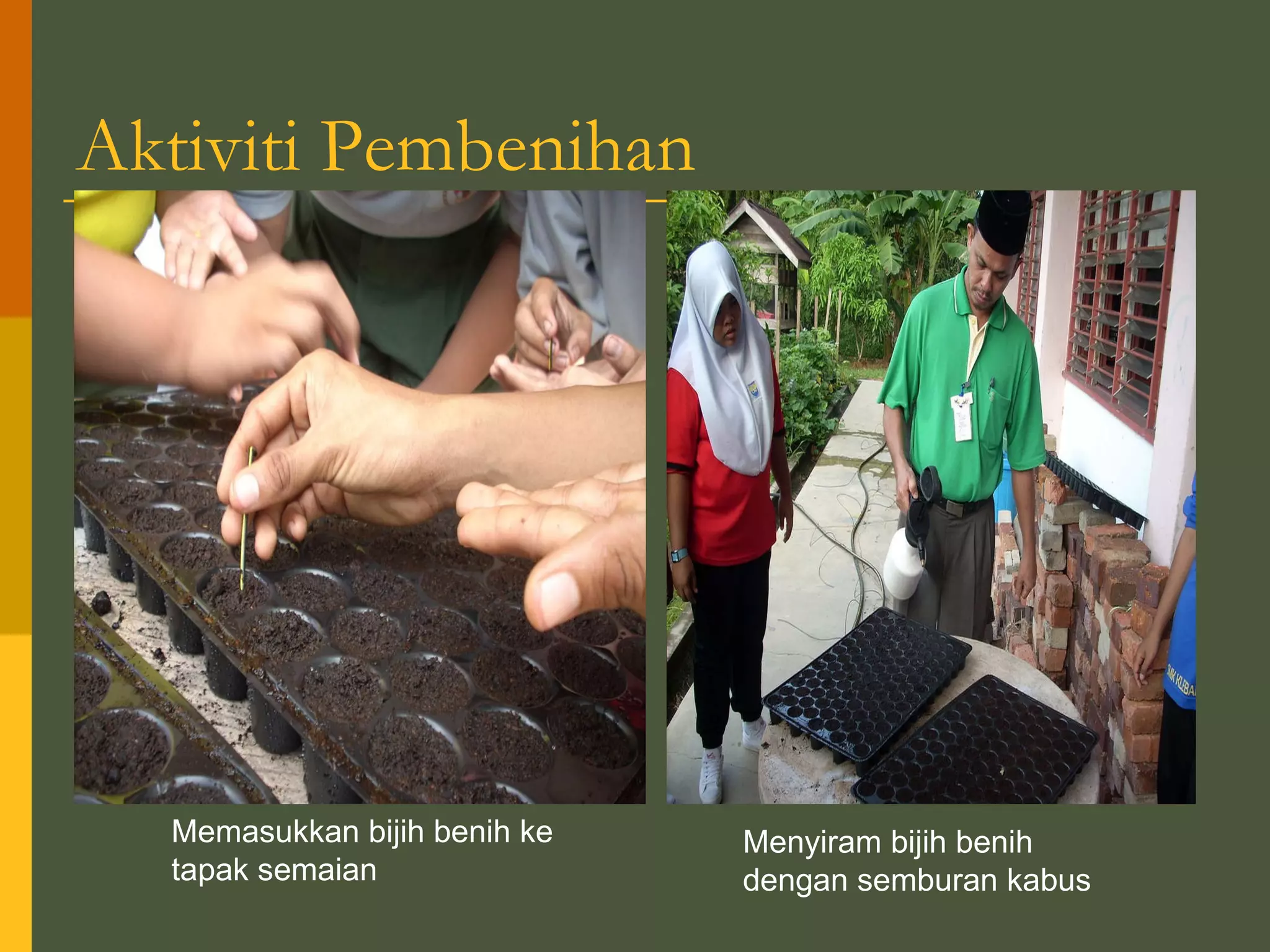 Tanaman kacang panjang renek | PPT