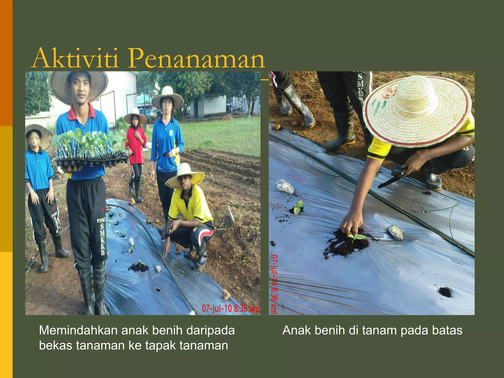 Tanaman kacang panjang renek | PPS