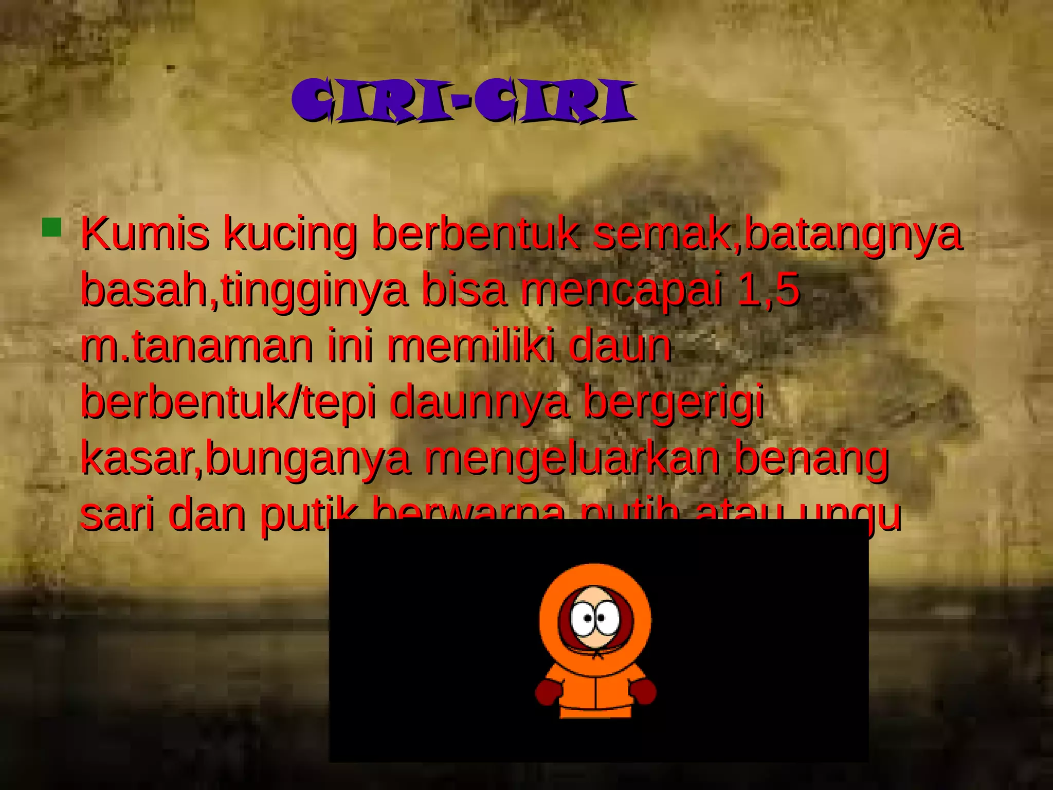 Tanaman kumis kucing | PPT