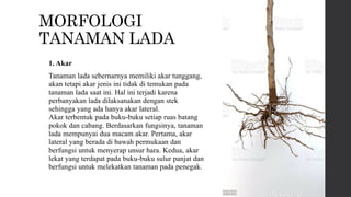 Tanaman Lada dan Penjelasan Lainnya.pptx