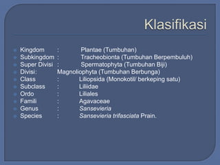 Tanaman Lidah Mertua | PPTX