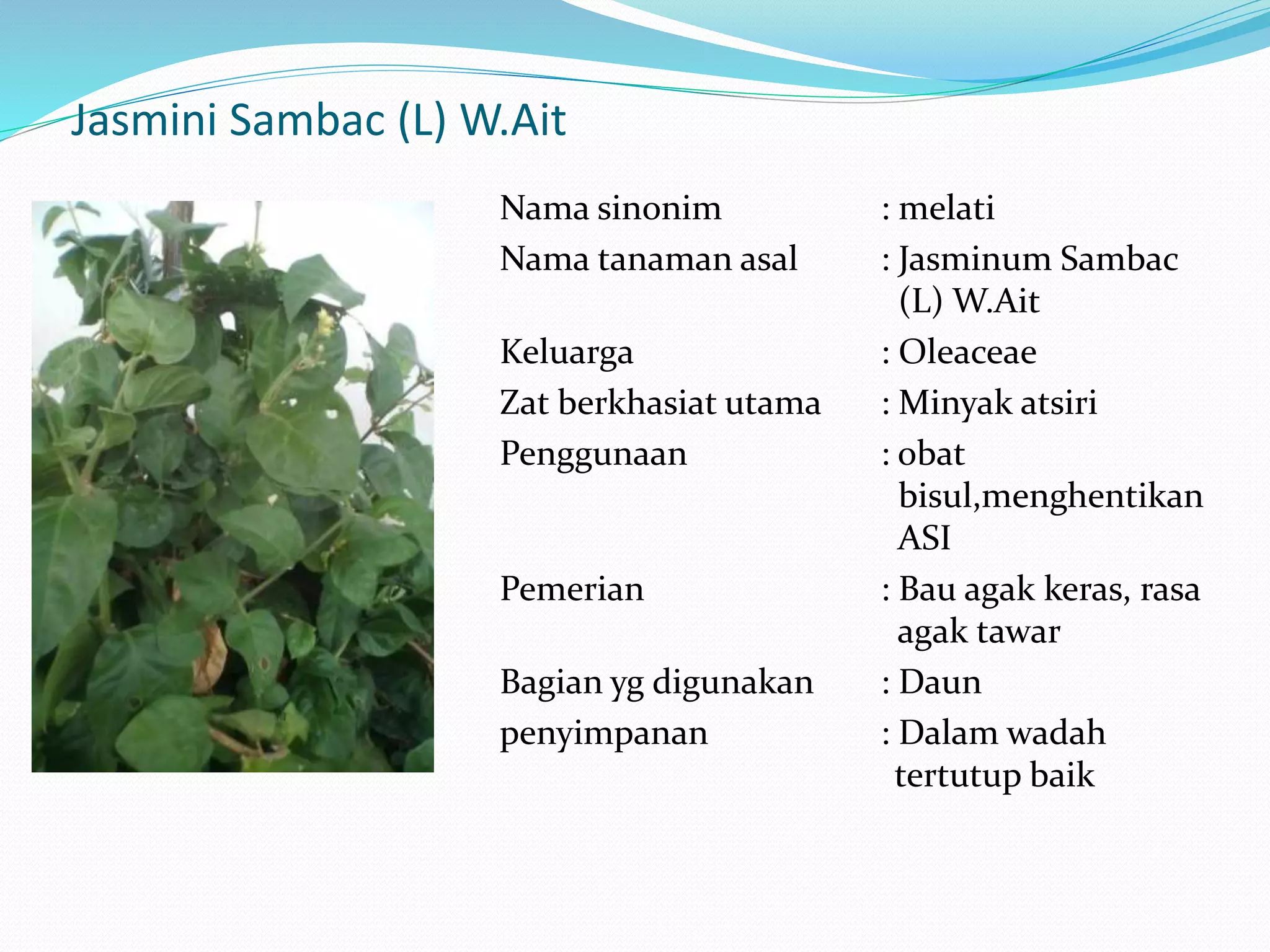 Tanaman obat | PPTX
