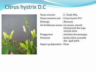 Tanaman obat | PPTX