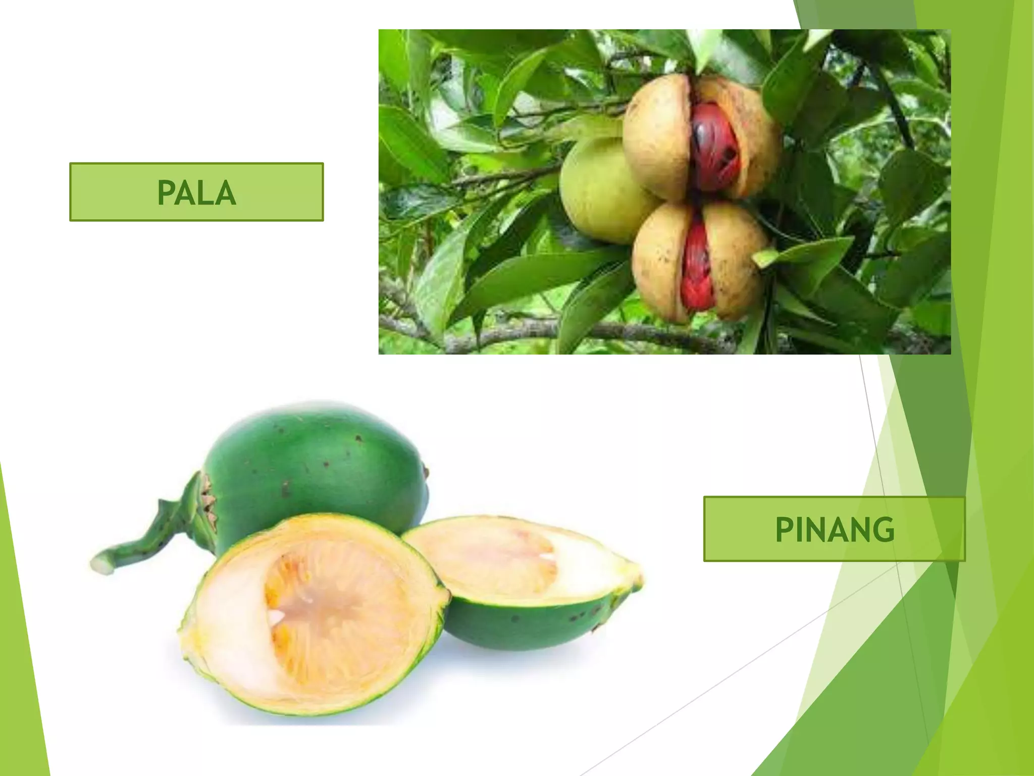 Tanaman Obat Hortikultura | PPTX