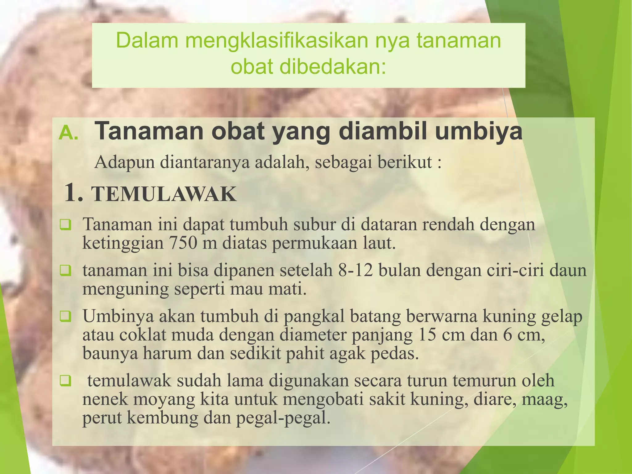 Tanaman Obat Hortikultura | PPTX