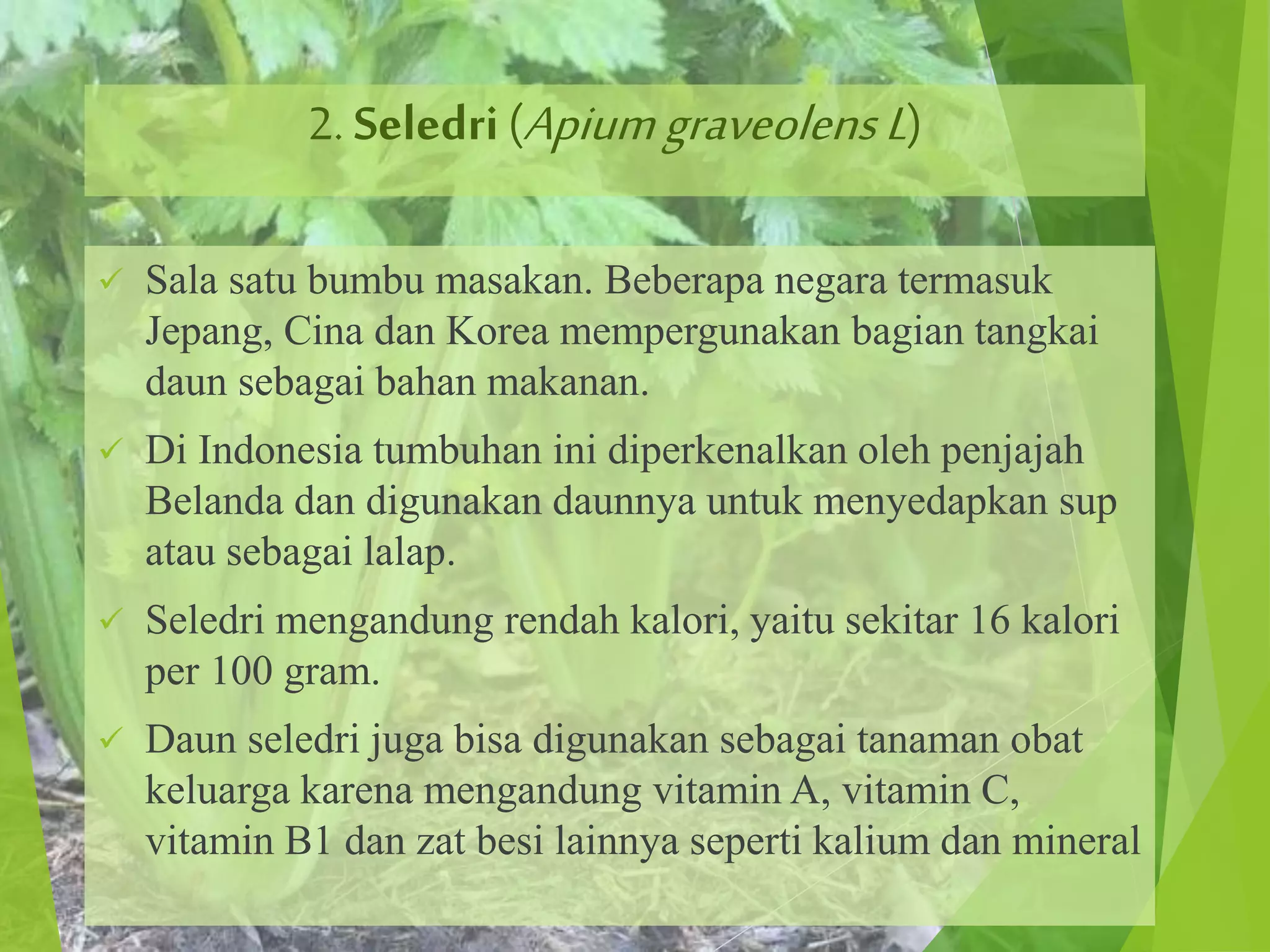 Tanaman Obat Hortikultura | PPTX