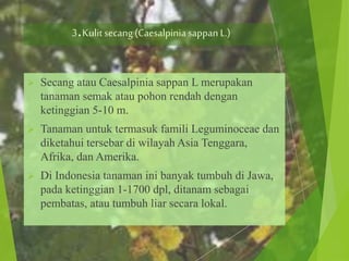 Tanaman Obat Hortikultura | PPTX