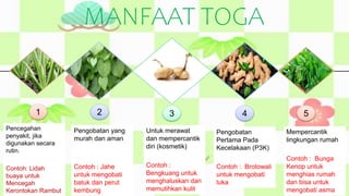 TANAMAN OBAT KELUARGA.pptx