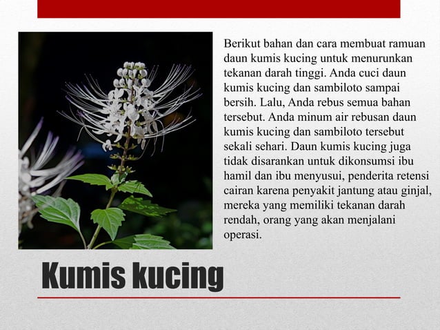 Tanaman Obat keluarga adaalh tntang obat | PPTX