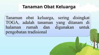Tanaman Obat Keluarga (TOGA) Kelas 1 .pptx