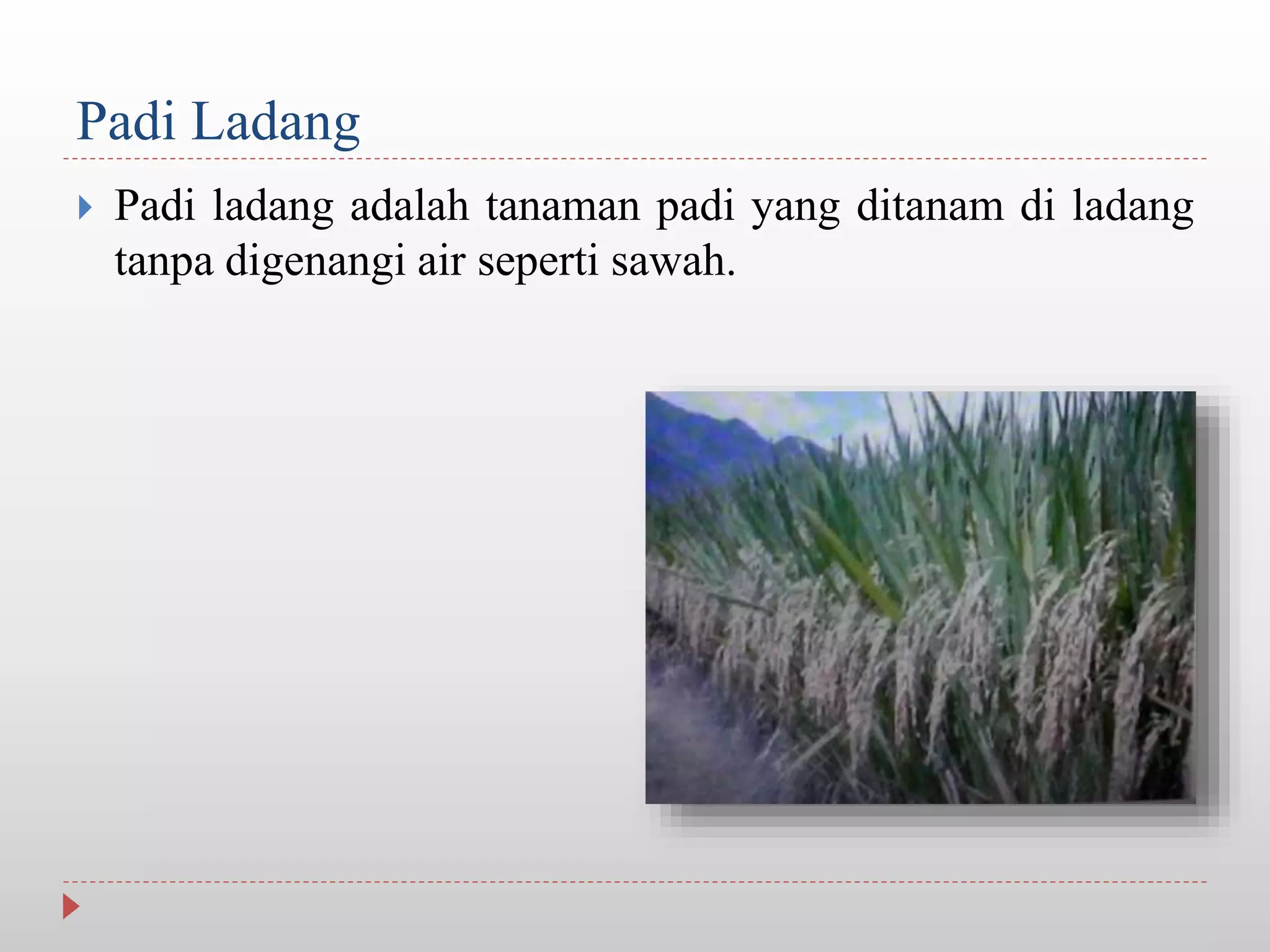 Tanaman padi berdasarkan tempat tumbuh | PPTX