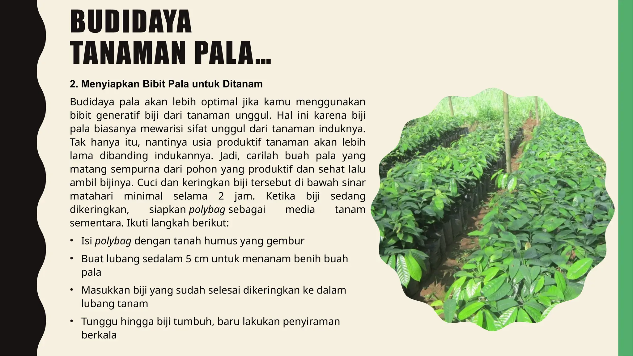 Tanaman Pala dan Penjelasannyaaaaaa.pptx