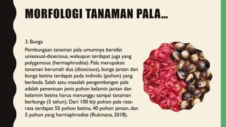 Tanaman Pala dan Penjelasannyaaaaaa.pptx