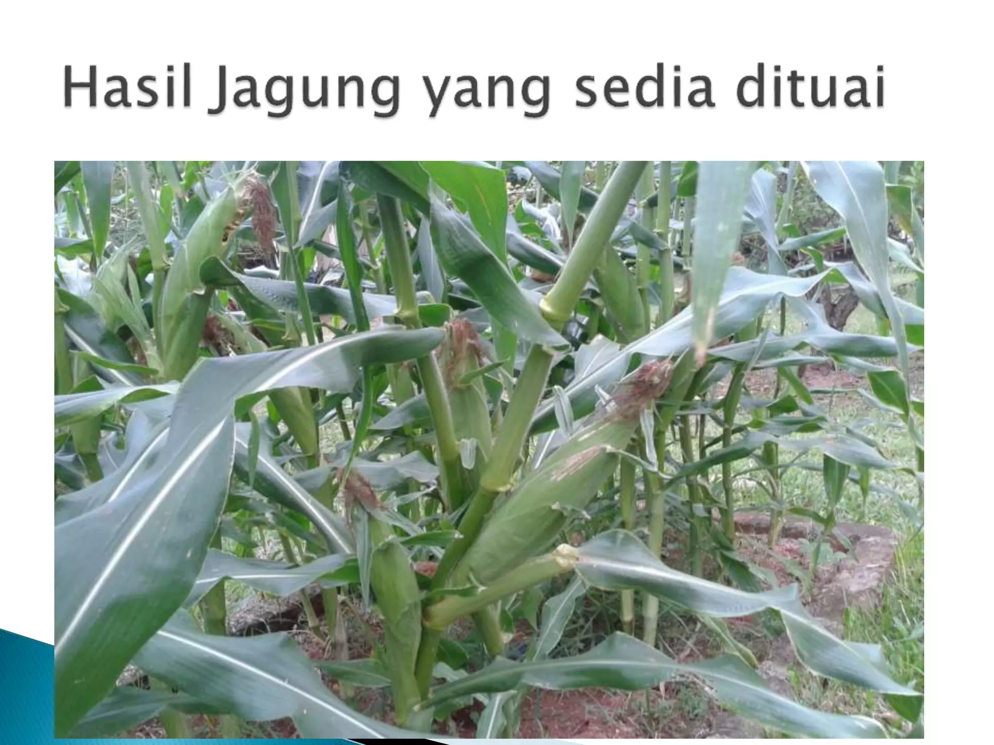 Tanaman sayuran (jagung) | PPTX