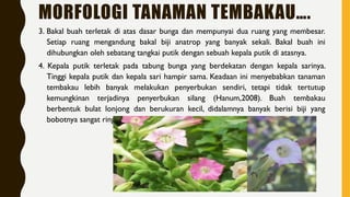 Tanaman Tembakau dan Penjelasannyaa.pptx