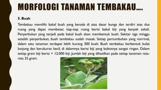 Tanaman Tembakau dan Penjelasannyaa.pptx