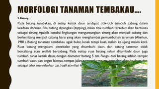 Tanaman Tembakau dan Penjelasannyaa.pptx