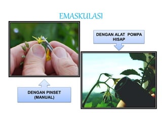 Tanaman tomat | PPTX