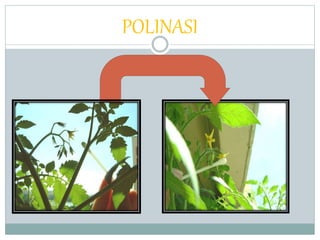 Tanaman tomat | PPTX