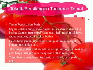 Tanaman tomat | PPTX