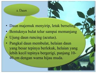 Tanaman tomat | PPTX
