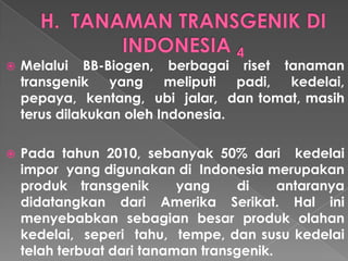 Tanaman Transgenik | PPTX