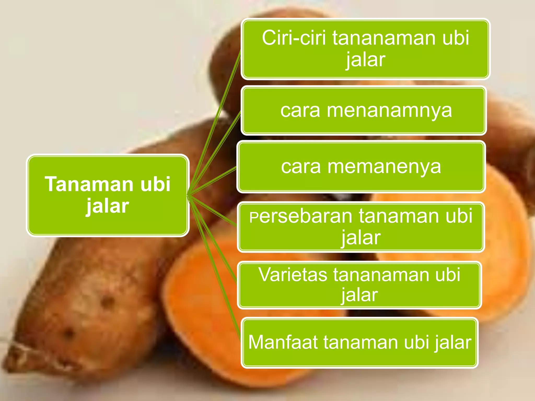 tanaman_ubi_jalar.pptx