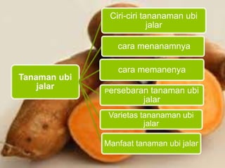 tanaman_ubi_jalar.pptx