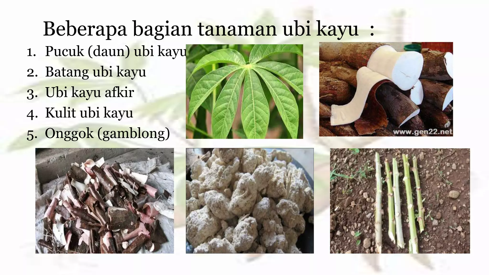Tanaman ubi kayu | PPTX