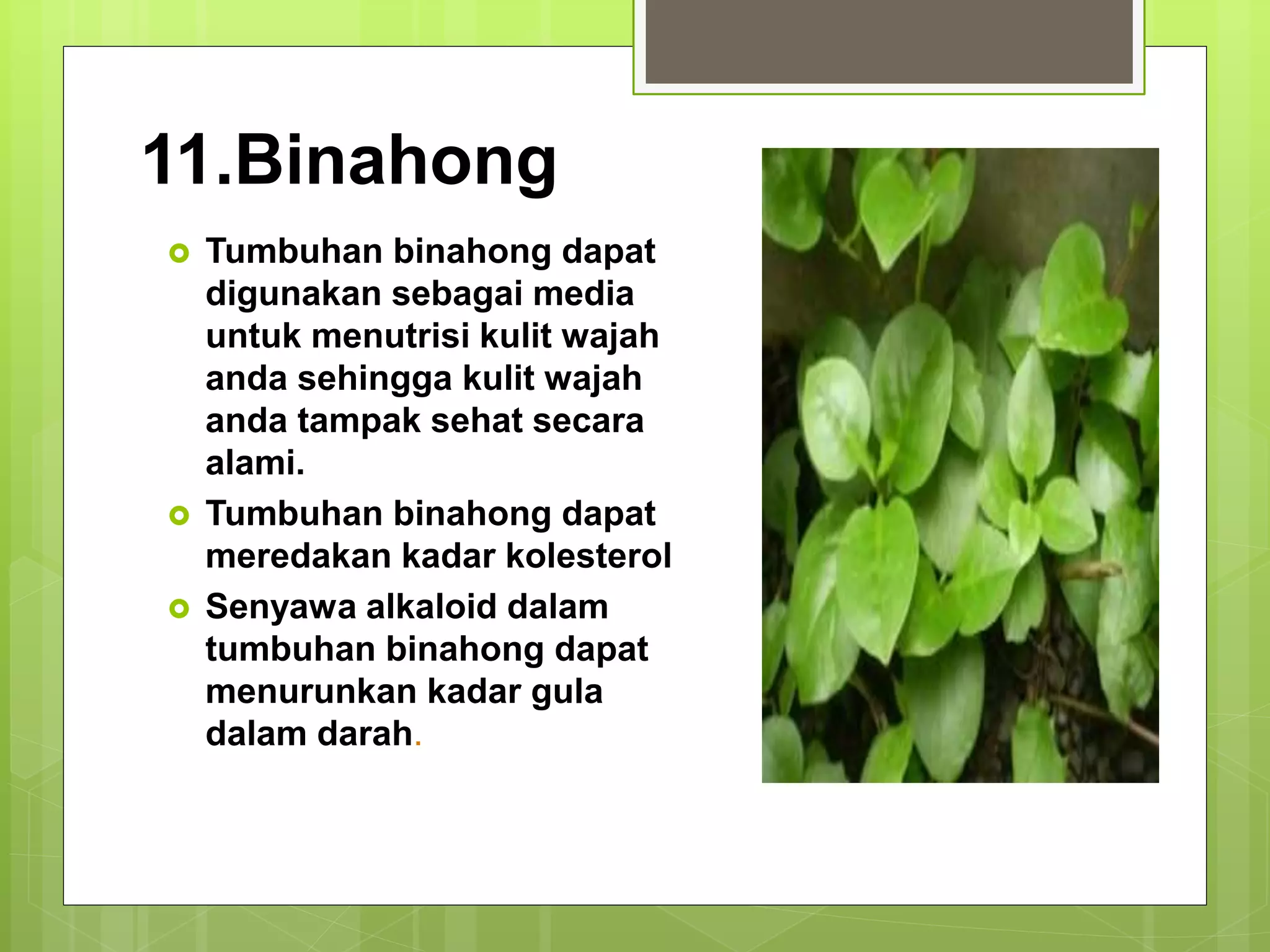 TANAMAN YANG BERMANFAAT BAGI KESEHATAN | PPTX