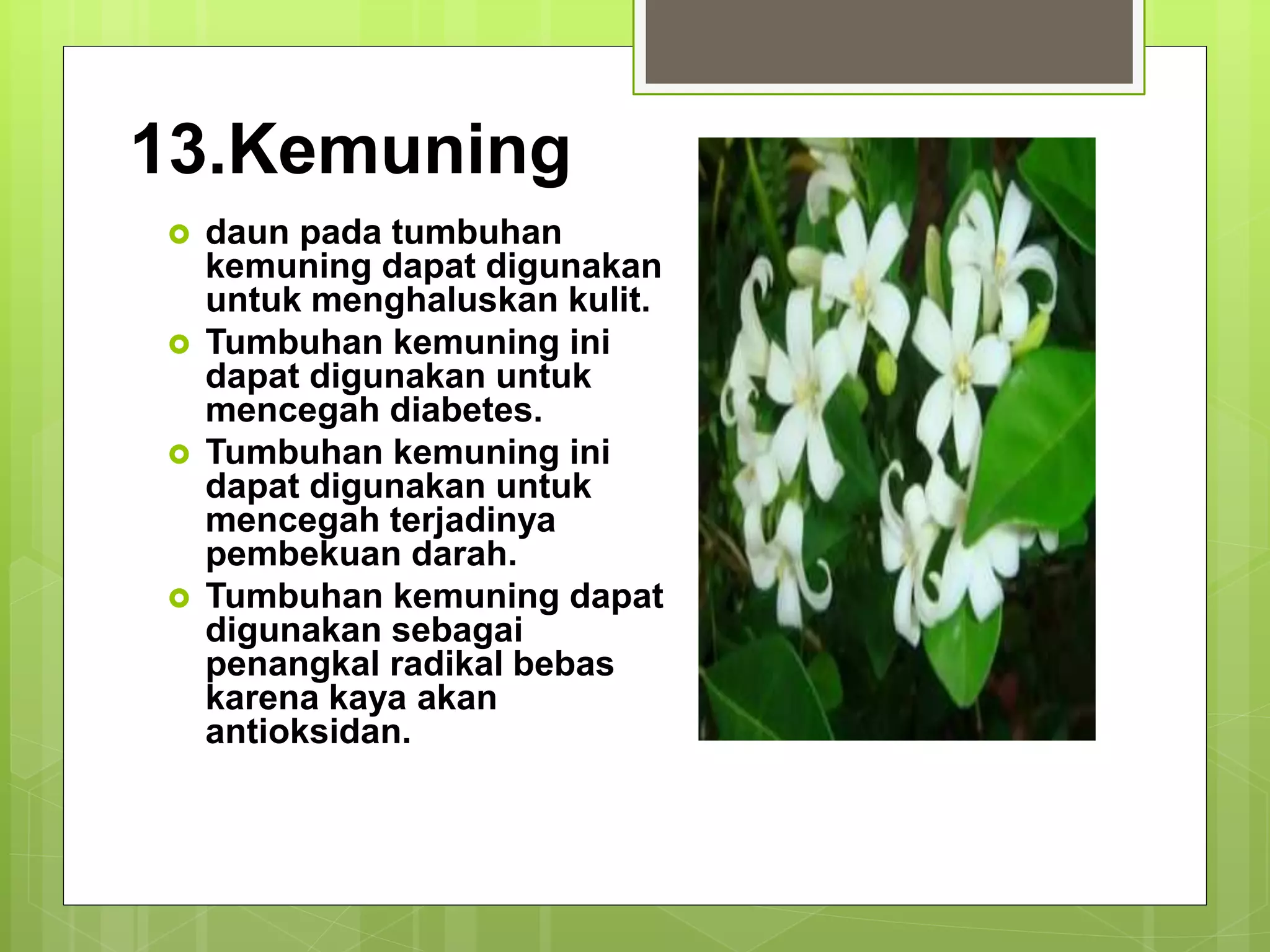 TANAMAN YANG BERMANFAAT BAGI KESEHATAN | PPTX