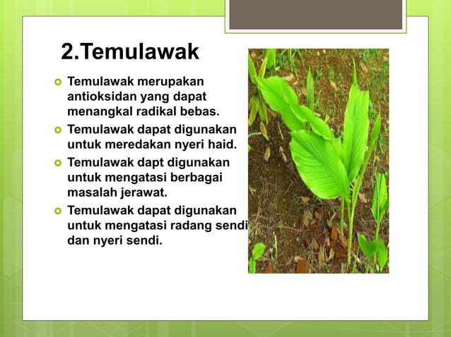 TANAMAN YANG BERMANFAAT BAGI KESEHATAN | PPTX