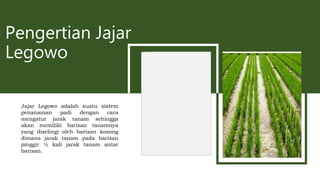Tanam padi dengan sistem jajar legowo | PPTX