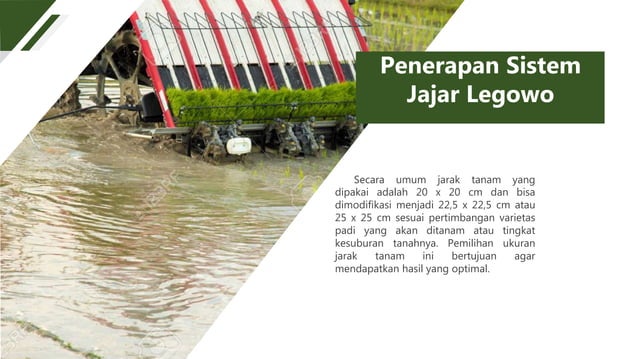 Tanam padi dengan sistem jajar legowo | PPTX