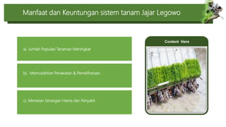 Tanam padi dengan sistem jajar legowo | PPTX