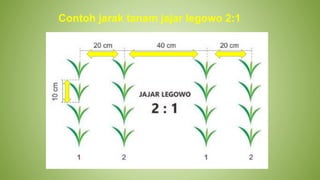 Tanam padi sistem jajar legowo 32 siti kholsoh nur da'ima | PPTX