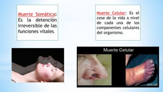 Tanatologia forense | PPTX