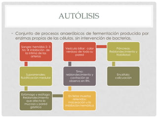 fenomenos cadavericos | PPTX