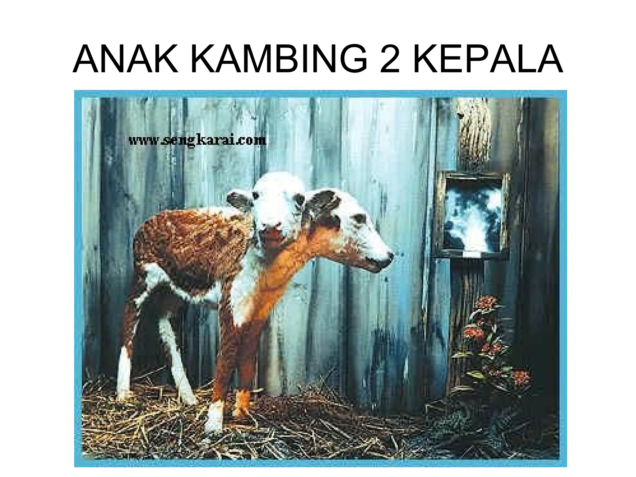Tanda Kekuasaan Allah | PPT