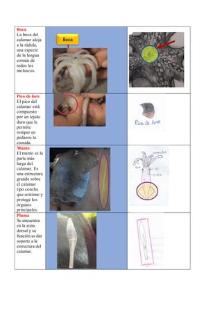 Partes de los moluscos | PDF