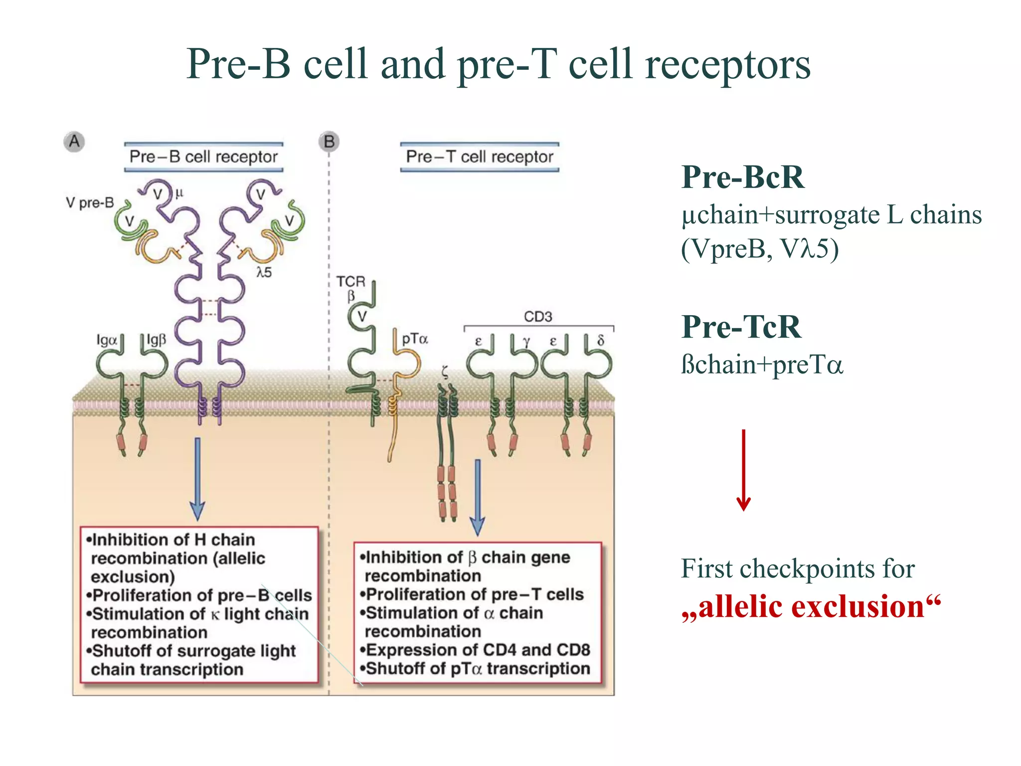 T and b cells | PDF