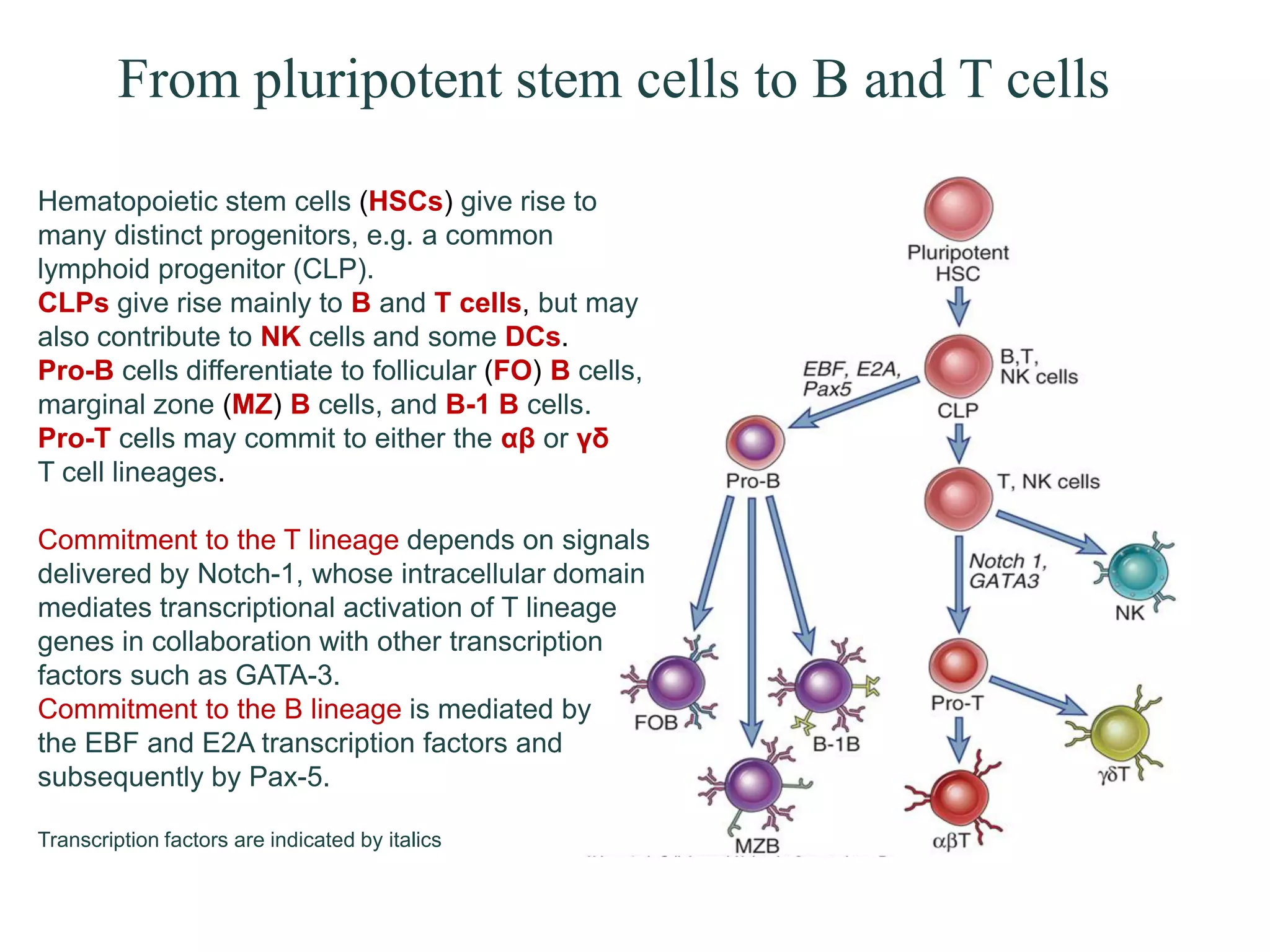 T and b cells | PDF