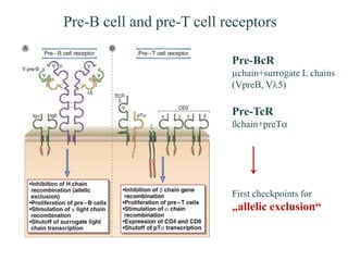 T and b cells | PDF