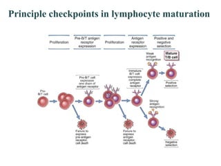 T and b cells | PDF