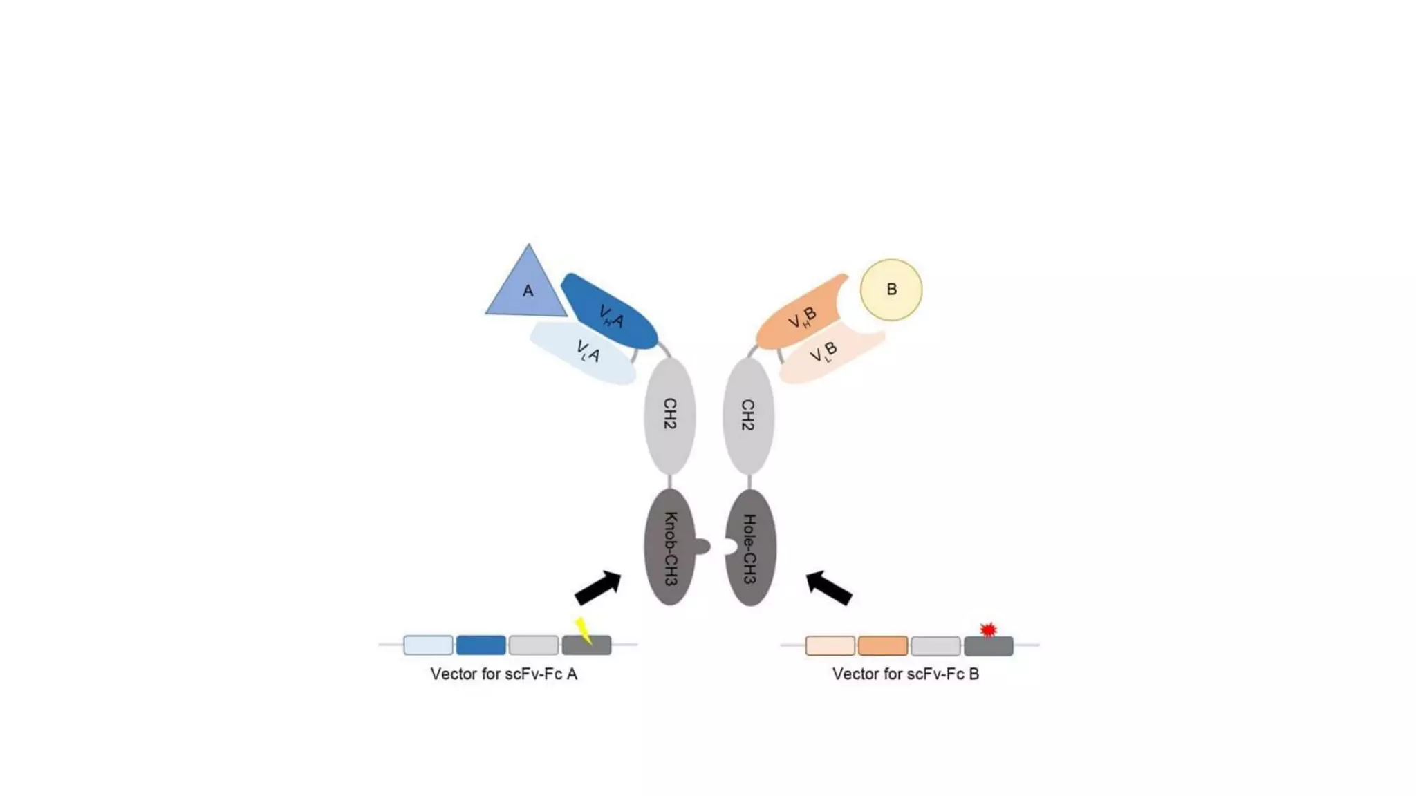 Tandem scfv production | PPT