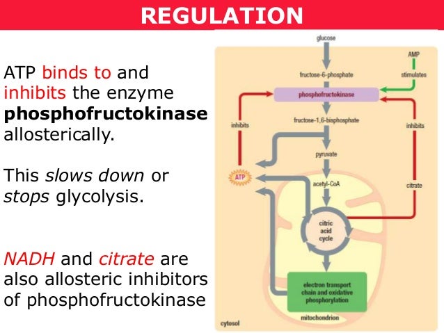 Tang 05 efficiency, regulation, and alternatives